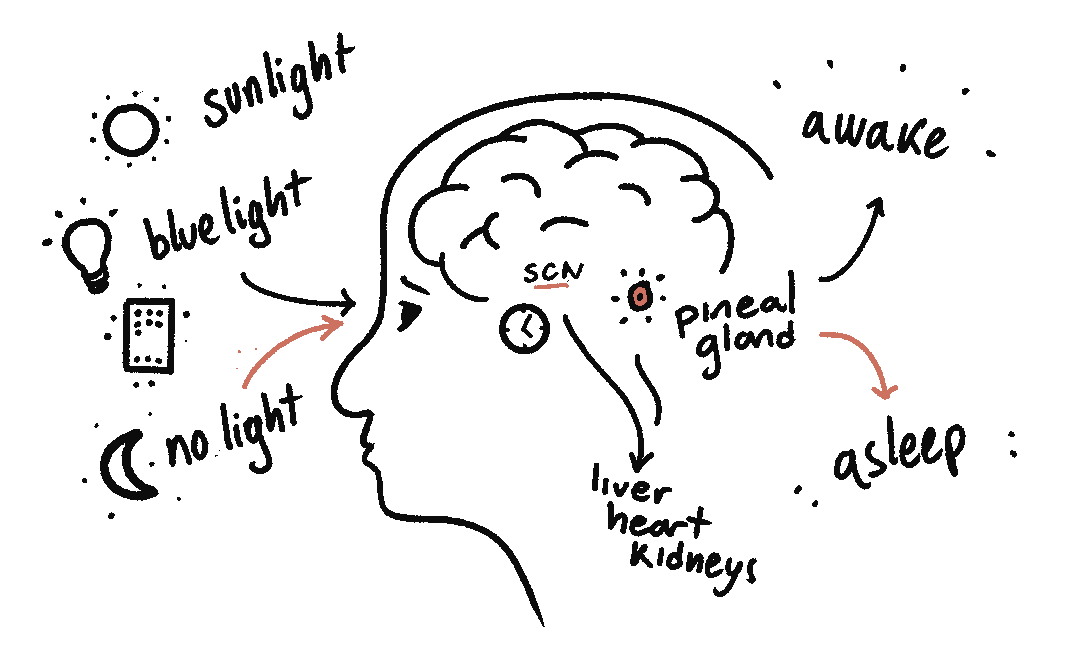 Daylight | The Definitive Guide to Blue Light | Daylight Blog